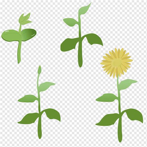 Total 93 Imagen Hojas De Girasol Dibujo Abzlocal Mx