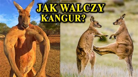 KANGUR Umięśniony Kickboxer z Australii YouTube
