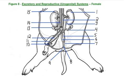 Fetal Pig Female Excretory And Reproductive Urogenital Systems