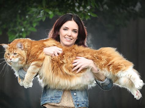 World S Longest Cat In Bid For Record Recognition The Independent