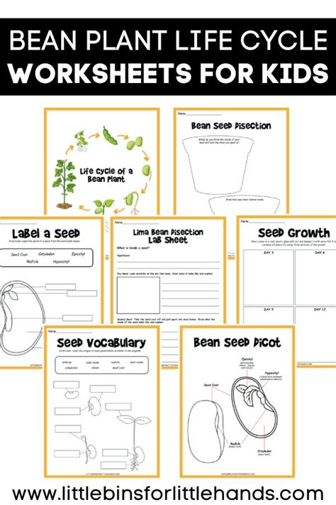 Life Cycle Bean Plant Worksheets
