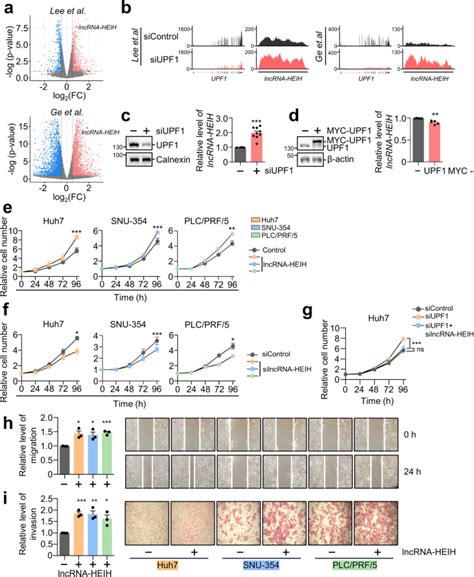 Role Of UPF1 In LncRNA HEIH Regulation For Hepatocellular Carcinoma