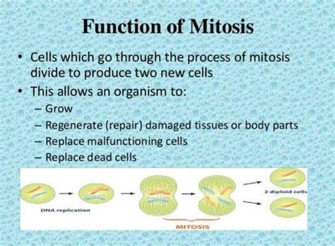 What Is The Function Of Mitosis Brainly