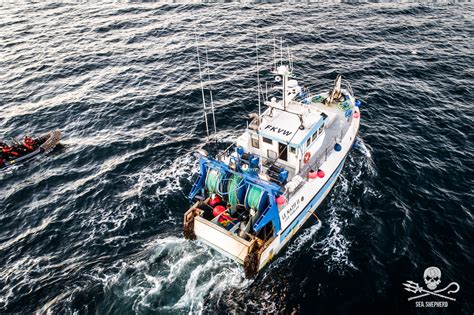 190227 DB TLC DolphinOnDeck 04 DJI 0016 Sea Shepherd Global