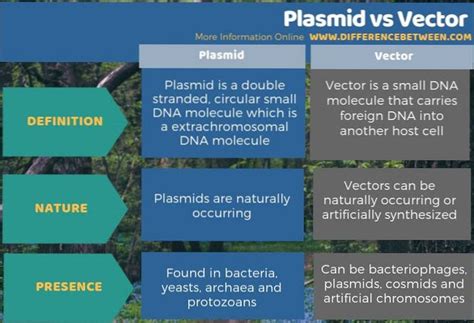 Unterschied Zwischen Plasmid Und Vektor Differbetween