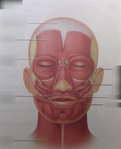 LAB Facial Muscles Anterior View Diagram Quizlet