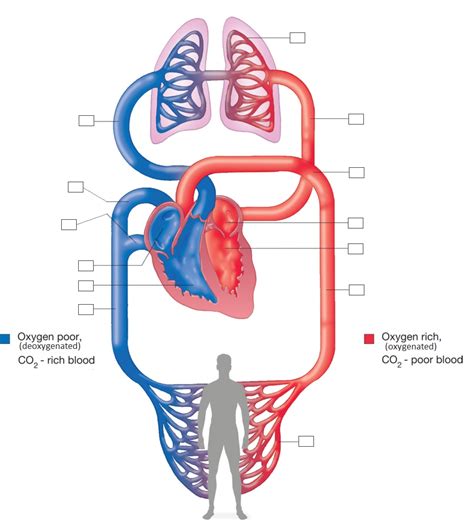 Cardiovascular System Diagram Quizlet