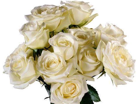 Fondos de pantalla blanco Flores Rosa flor pétalo florero