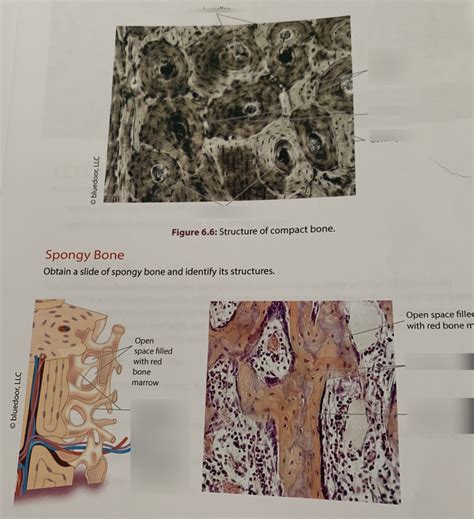 Spongy Bone Diagram Quizlet