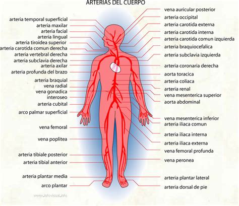 Sistema Circulatorio Las Arterias