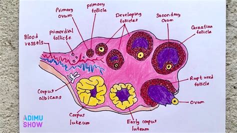 How To Draw Diagrammatic Section Of Ovary Ovarian Cycle In