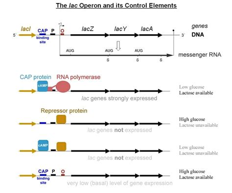 Operon Definition Structure And Function Biology Dictionary
