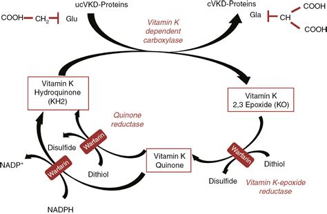 Vitamin K Plasma Levels Determination In Human Health