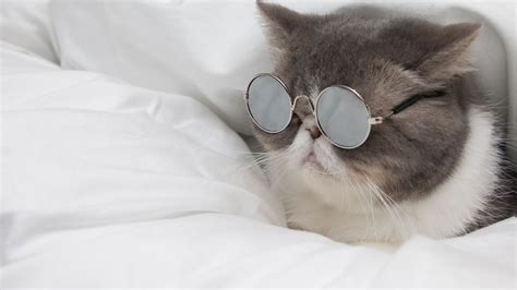 Votre Chat Prend De L Ge Voici Quoi Veiller Pour Son Bien Tre