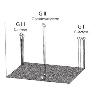 Three Dimensional Graphic Of Coprotus Species Obtained With The