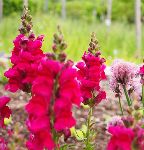 Gärtnerei StaudenSpatz Antirrhinum majus Großes Löwenmaul