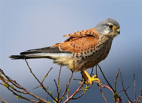 Le Faucon crécerelle LPO PACA Ligue pour la Protection des Oiseaux