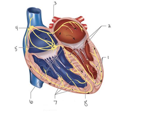 Virtual Labs Cardiovascular Physiology Flashcards Quizlet