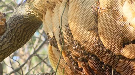Free Bee Hives In Virginia Jerlene Morey