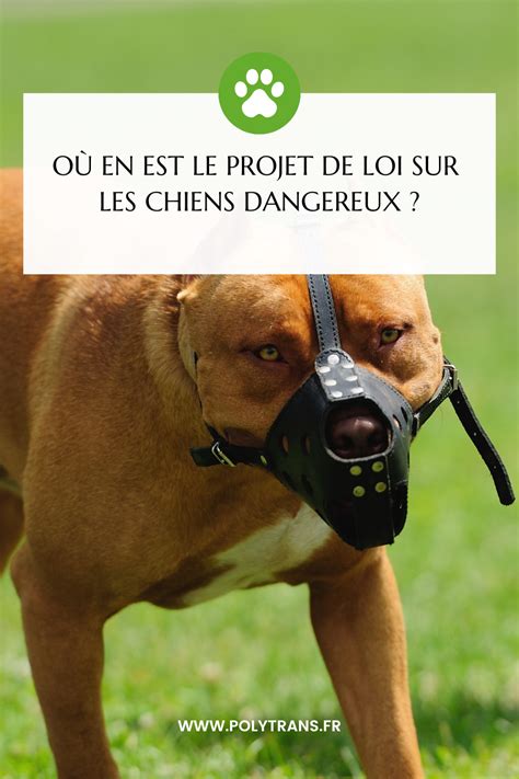 Chiens dangereux les sénateurs pourraient adopter le texte de l