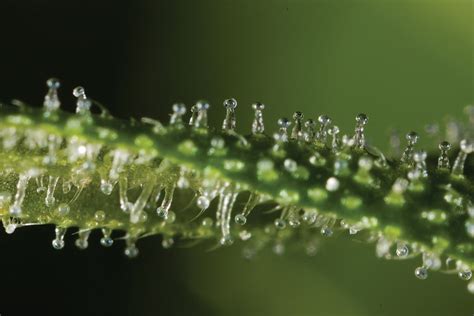 Tricomas Voc Sabe Que S O E Para Que Servem Cannabrasil