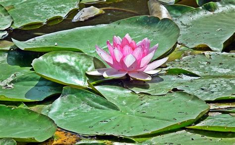 Kwiaty Lilie Woda Darmowe Zdj Cie Na Pixabay Pixabay