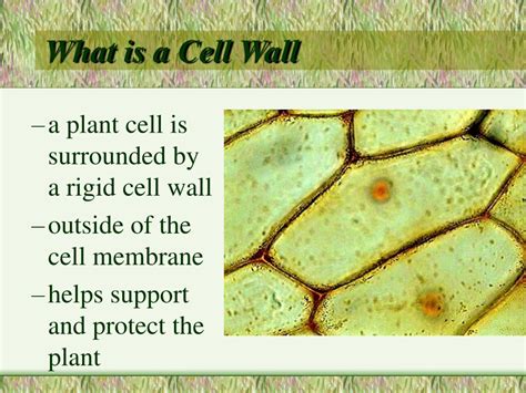 Ppt What Makes A Plant A Plant Powerpoint Presentation Free