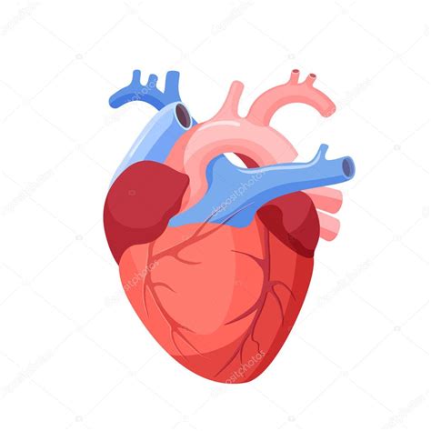 Corazón anatómico aislado Órgano Muscular en Humanos Vector de stock