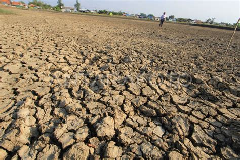 LAHAN TAMBAK MENGERING ANTARA Foto