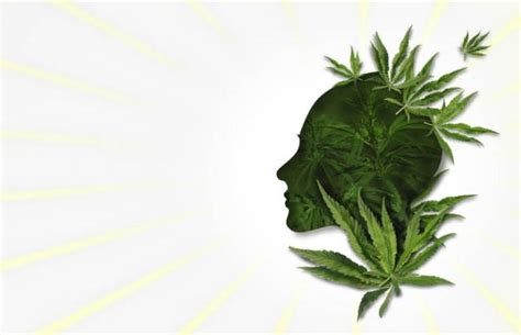 Efectos Positivos Y Negativos De La Marihuana En El Cerebro