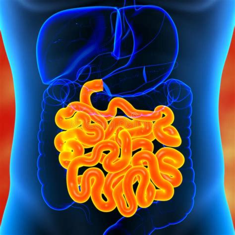 Small Intestine 3D Illustration Human Digestive System Anatomy Stock