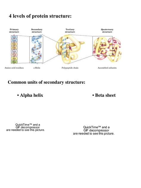 Ppt Protein Structure Primary Powerpoint Presentation