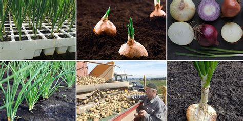 Plantar Cebollas Gu A Paso A Paso Para Saber Cu Ndo Hacerlo