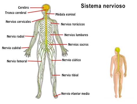 Sistema Nervioso Concepto Partes Funciones Y Enfermedades