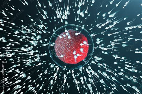 3D Illustration Sperm And Egg Cell Ovum Sperm Approaching Egg Cell