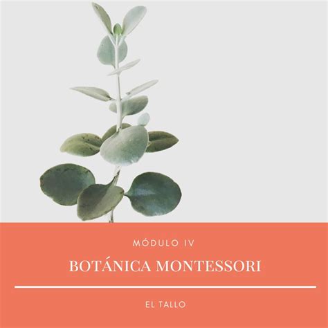 Botánica Montessori Módulo IV El tallo Jaisa Educativos