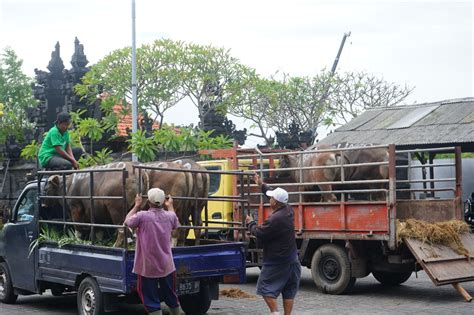 Pelindo Regional 3 Salurkan Hewan Kurban 86 Sapi Dan 13 Kambing