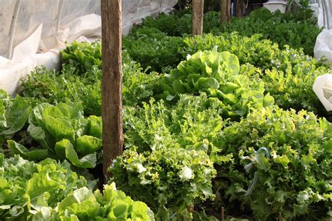 Quelles Salades D Hiver Semer