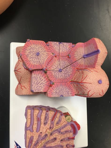 Liver Lobule Diagram Quizlet