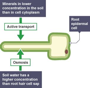 Bbc Bitesize Gcse Biology Single Science Structure Of Plants