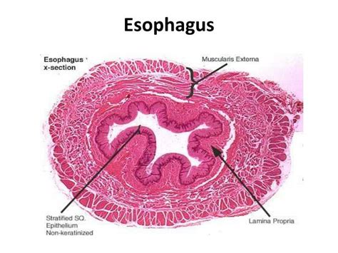 Histology Esophagus Histology Slides Biomedical