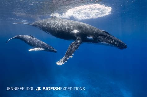 IdolJennifer Humpback 18 Big Fish Expeditions