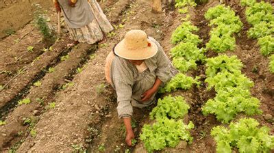 Planète Verte L agriculture biologique