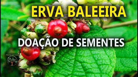 Erva Baleeira Doação de Sementes do Sítio São Camilo YouTube