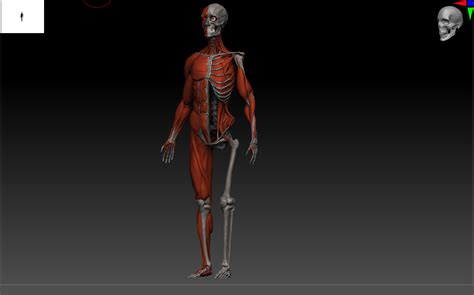 3D Model Skeleton And Muscles Study VR AR Low Poly CGTrader