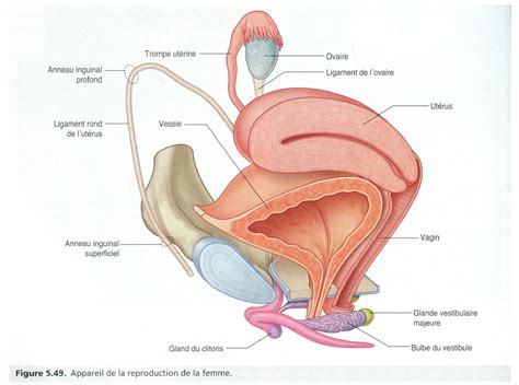 Clitoris et pénis Similitudes anatomiques révélées