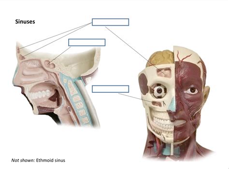 Sinuses Diagram Quizlet