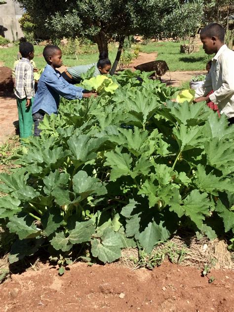 Quatre raisons pour déployer un projet permaculture à Madagascar