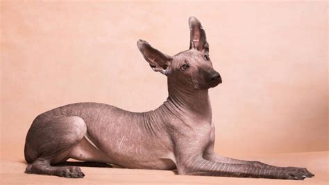 Voici Les 8 Races De Chiens Les Plus Rares Au Monde Ils Sont Magnifiques