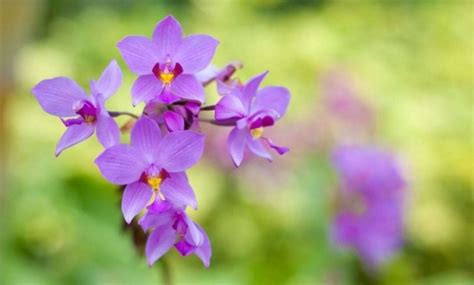 Aprenda a cultivar orquídeas terrestres em casa Feliz Saúde